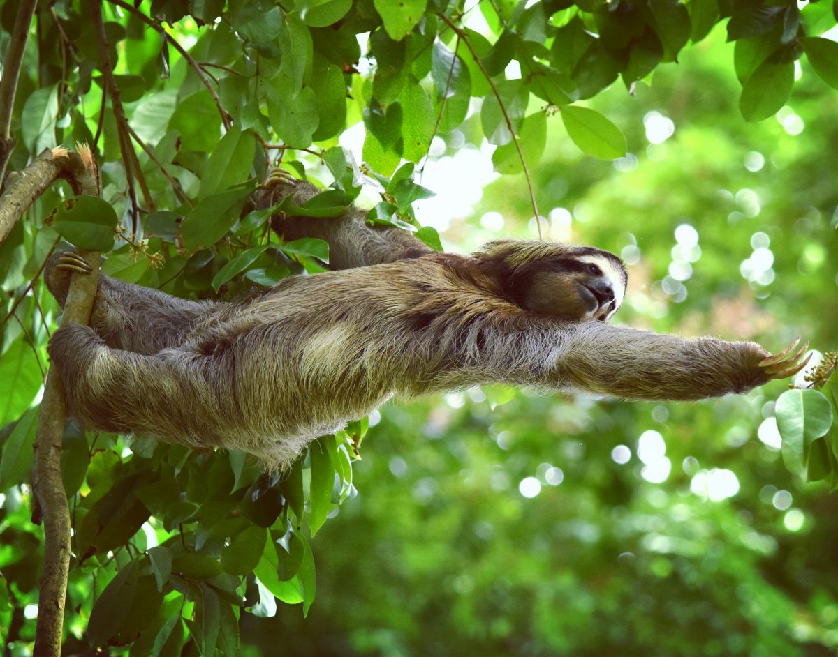 Time for a sloth stretch – katherine stanley obando